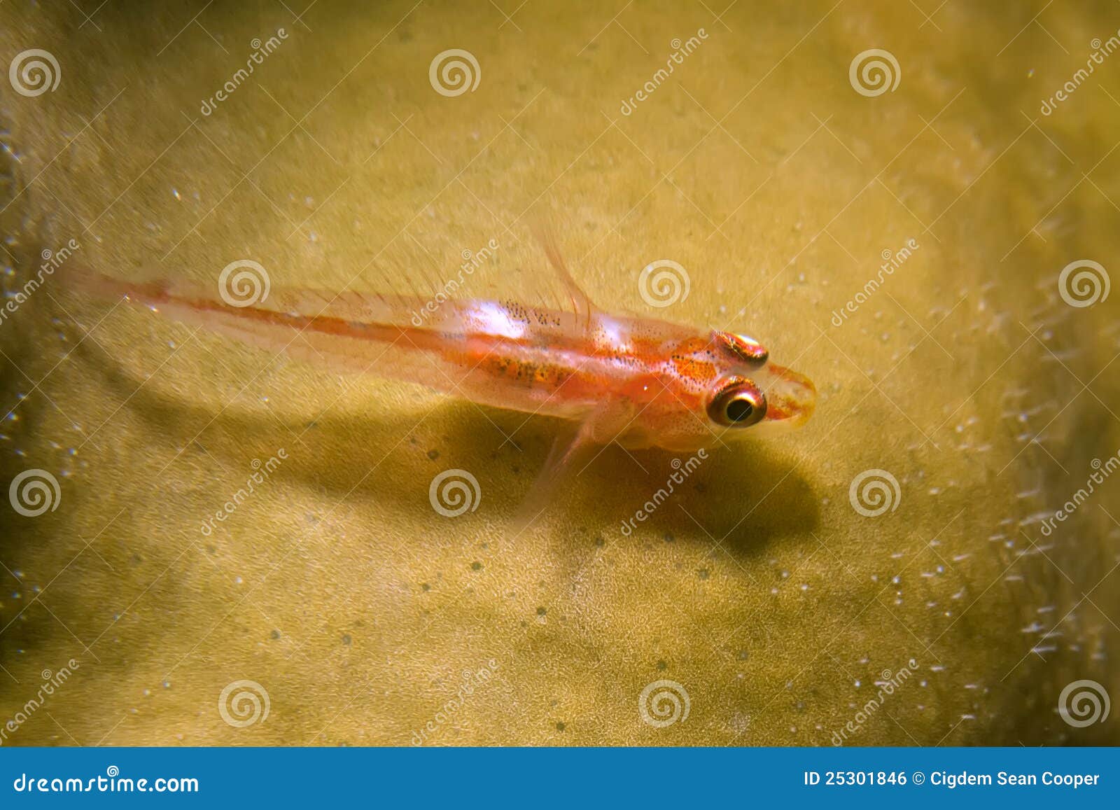Pygmy goby stock photo. Image of fish, ocean, pygmy, small - 25301846