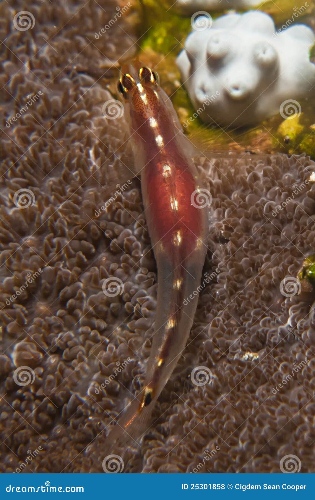 Pygmy goby stock photo. Image of coral, underwater, ocean - 25301858