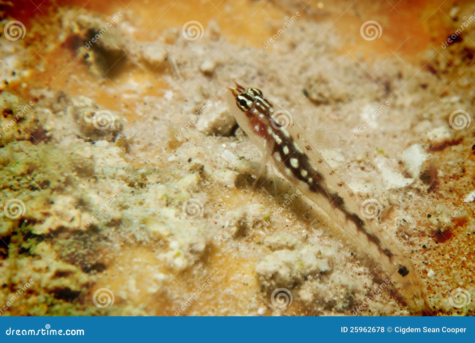 Pygmy goby stock photo. Image of tiny, marine, fish, coral - 25962678
