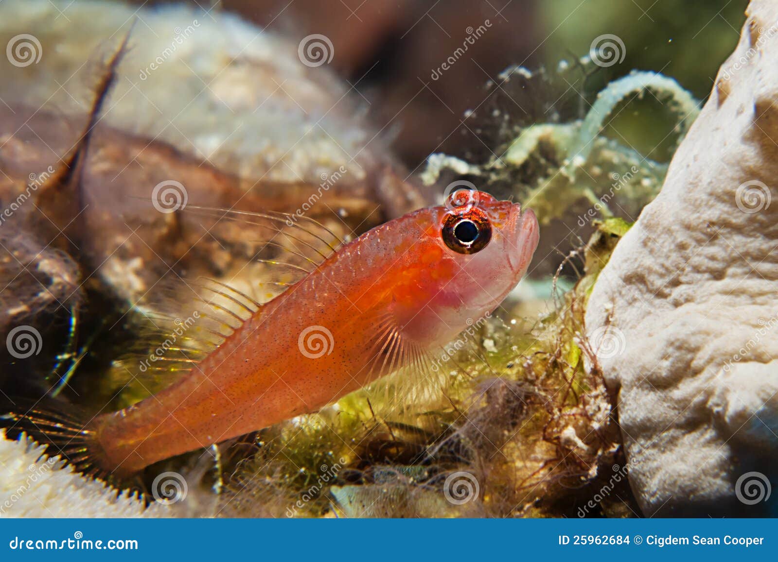 Pygmy goby stock photo. Image of dwarf, underwater, little - 25962684
