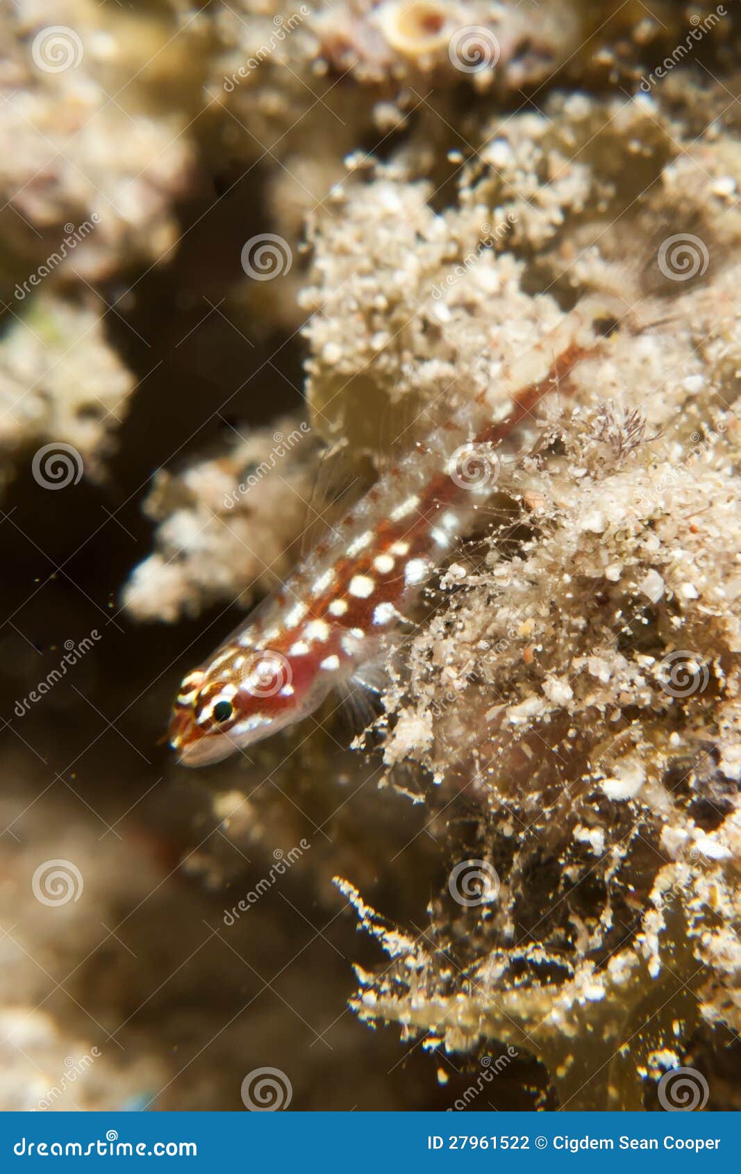Pygmy goby stock photo. Image of fish, pygmy, underwater - 27961522