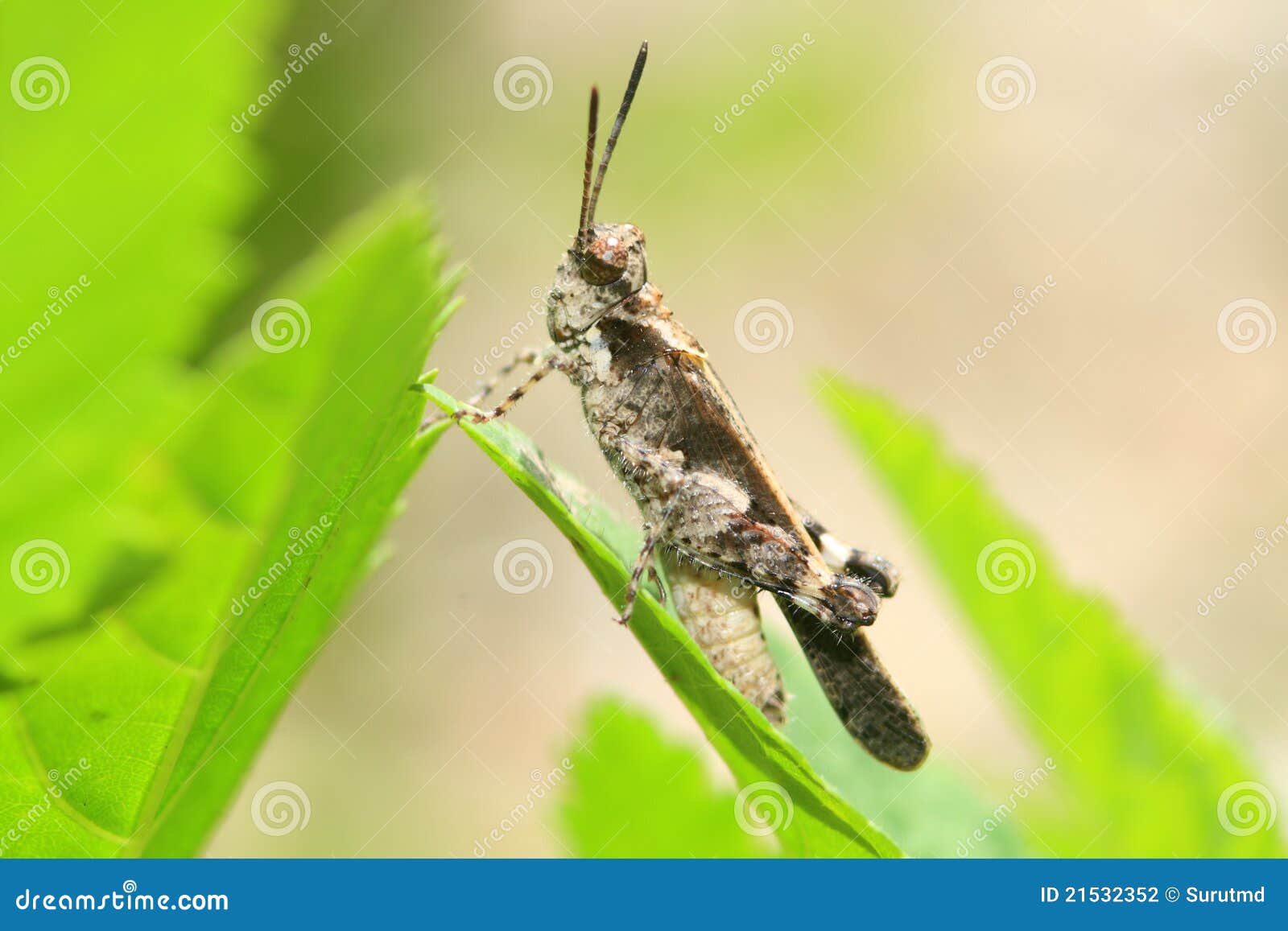 Pygmy Grasshopper / Grouse Locust Stock Photo - Image of locust ...