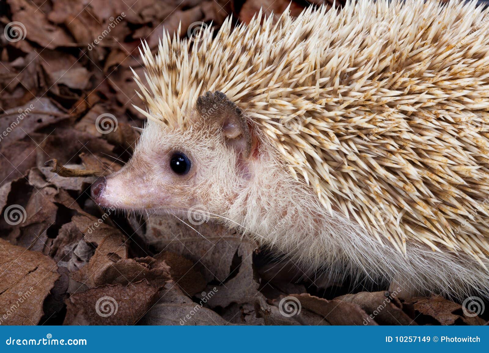 Pygmy hedgehog stock image. Image of african, ecology - 10257149
