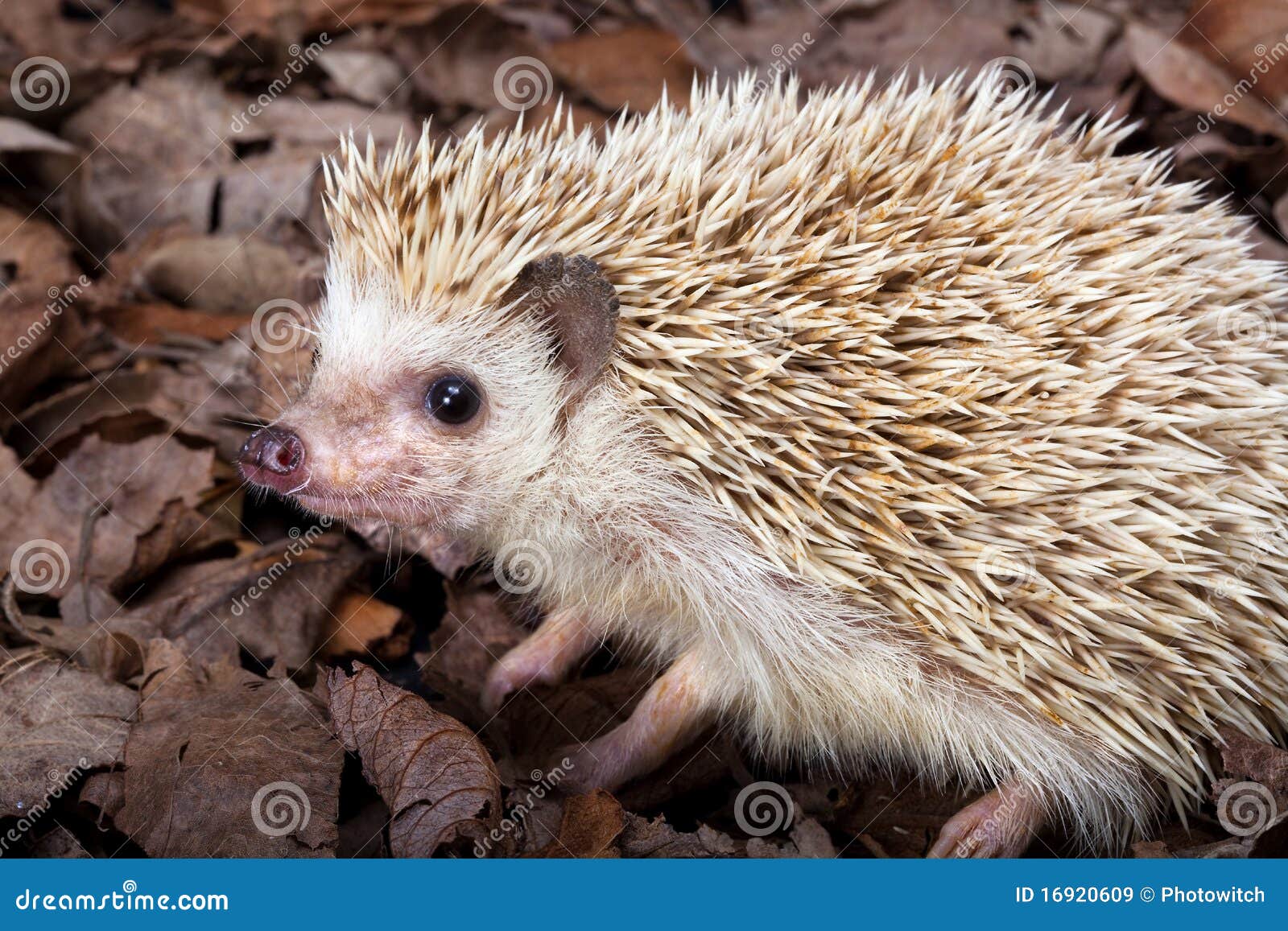Pygmy hedgehog stock image. Image of needle, nature, defense - 16920609