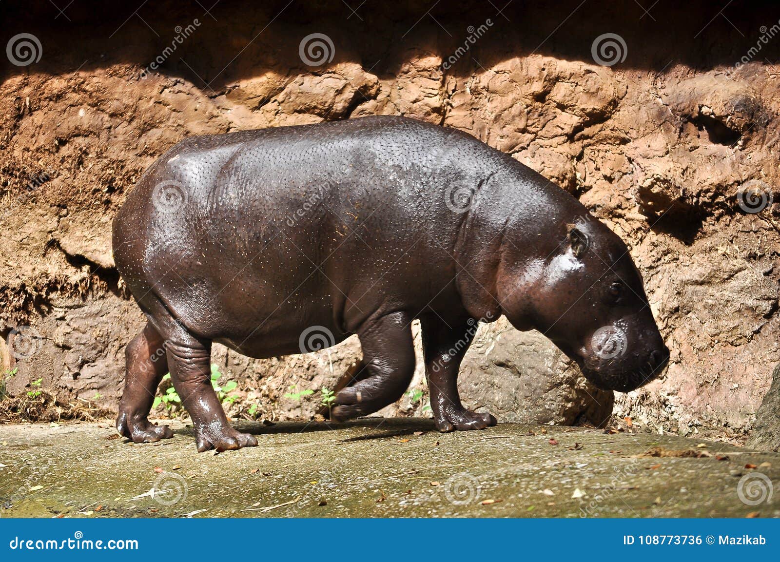 PYGMY HIPPO stock foto. Image of één, kleur, status - 108773736