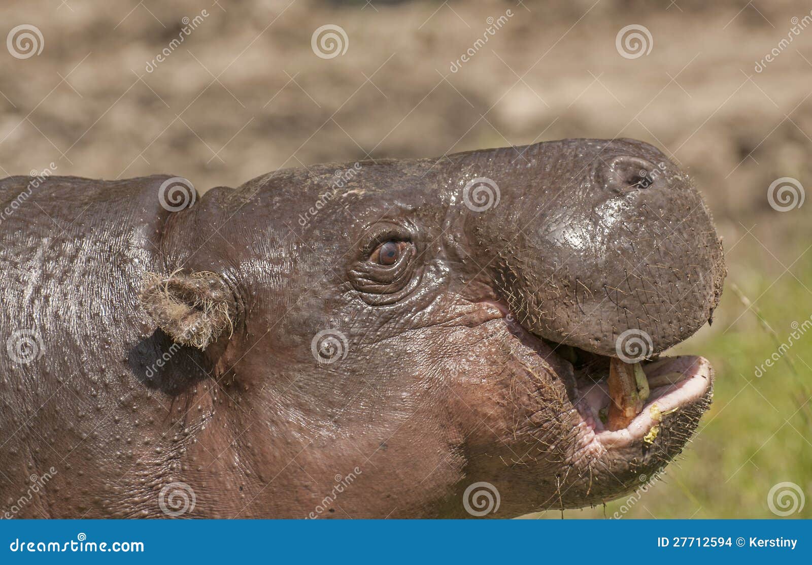 Pygmy hippo stock photo. Image of hippopotamus, giant - 27712594