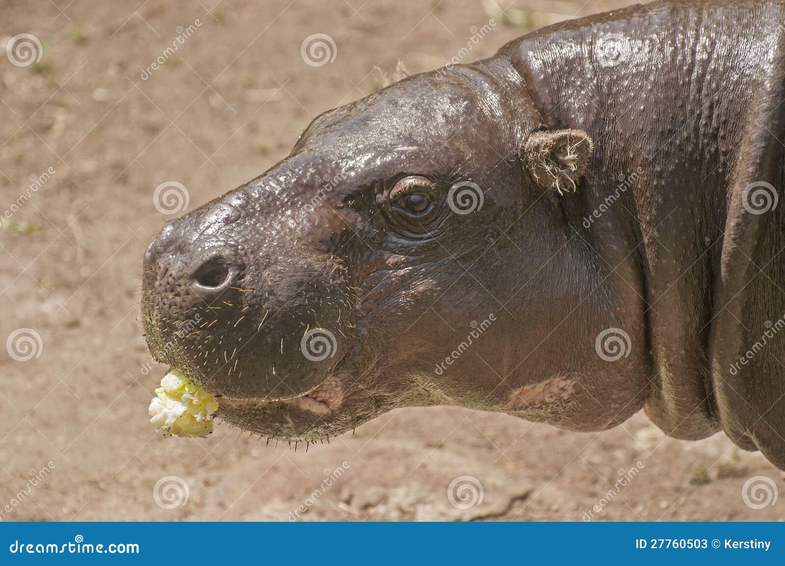 Pygmy hippo stock image. Image of semiaquatic, mouth - 27760503
