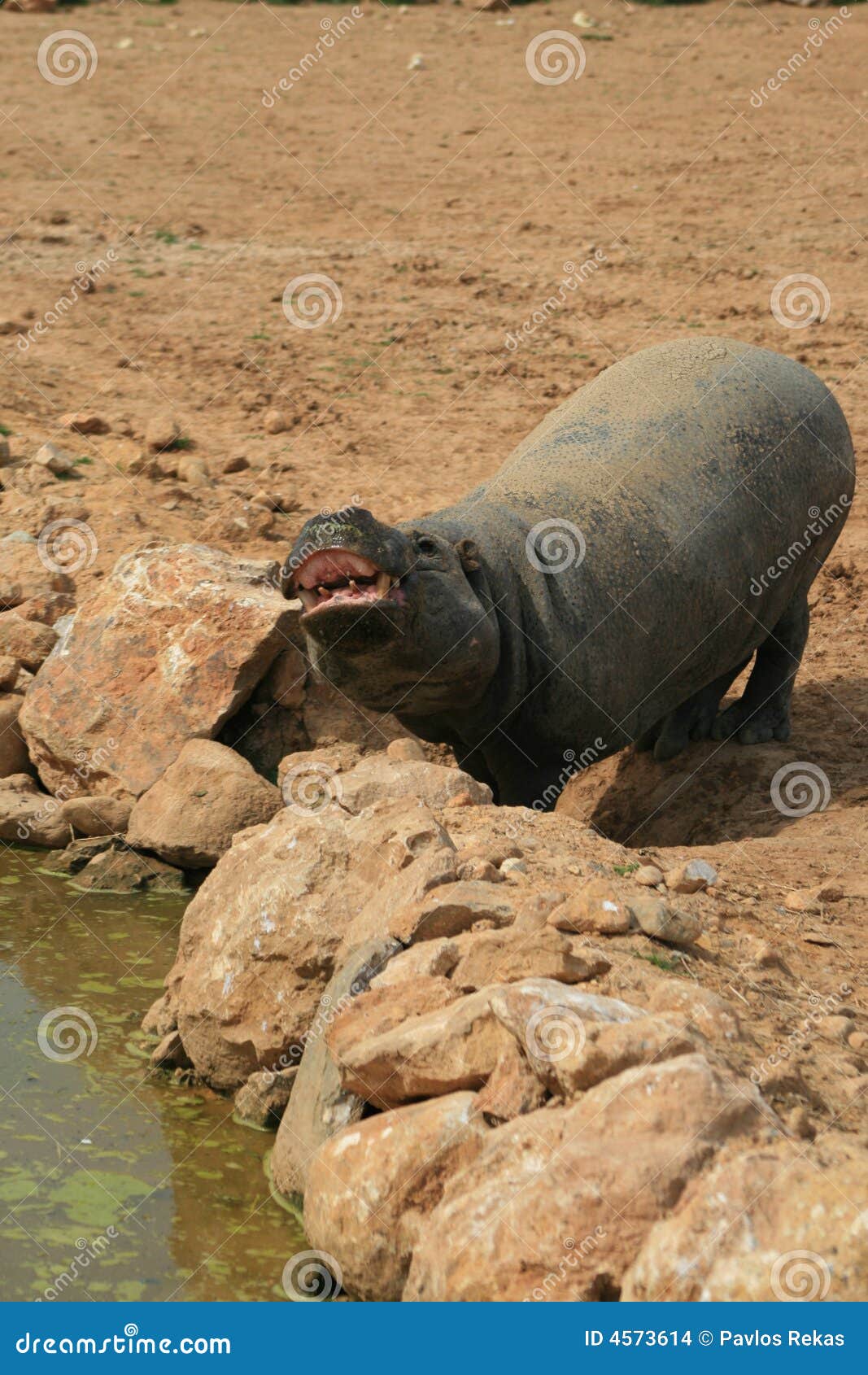 Pygmy hippo stock photo. Image of aquatic, pigmy, animal - 4573614