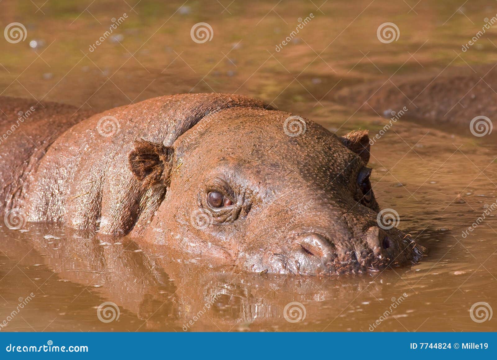 Pygmy Hippo Liberian Hippopotamus Nostrils Ear Royalty-Free Stock ...