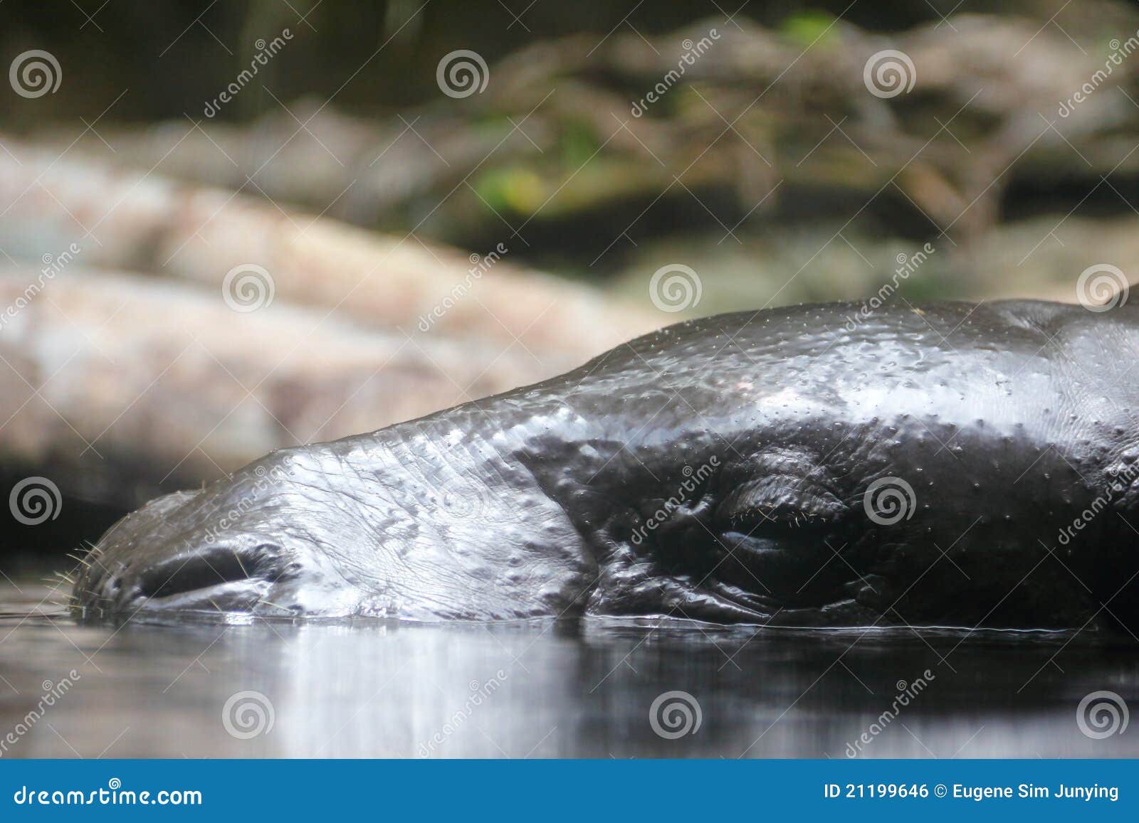 Pygmy hippo above water stock photo. Image of animal - 21199646