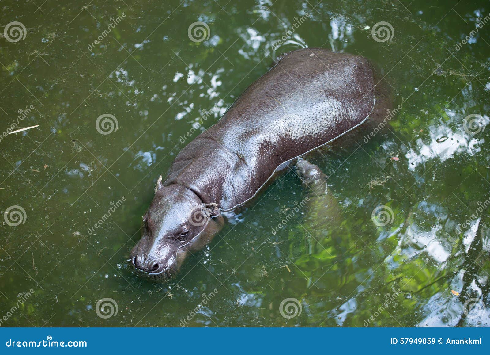 Pygmy Hippo Liberian Hippopotamus Nostrils Ear Royalty-Free Stock ...