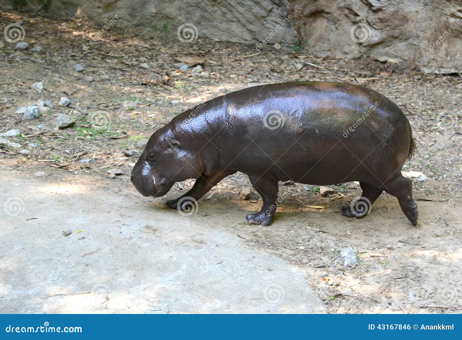 Pygmy Hippo Liberian Hippopotamus Nostrils Ear Royalty-Free Stock ...