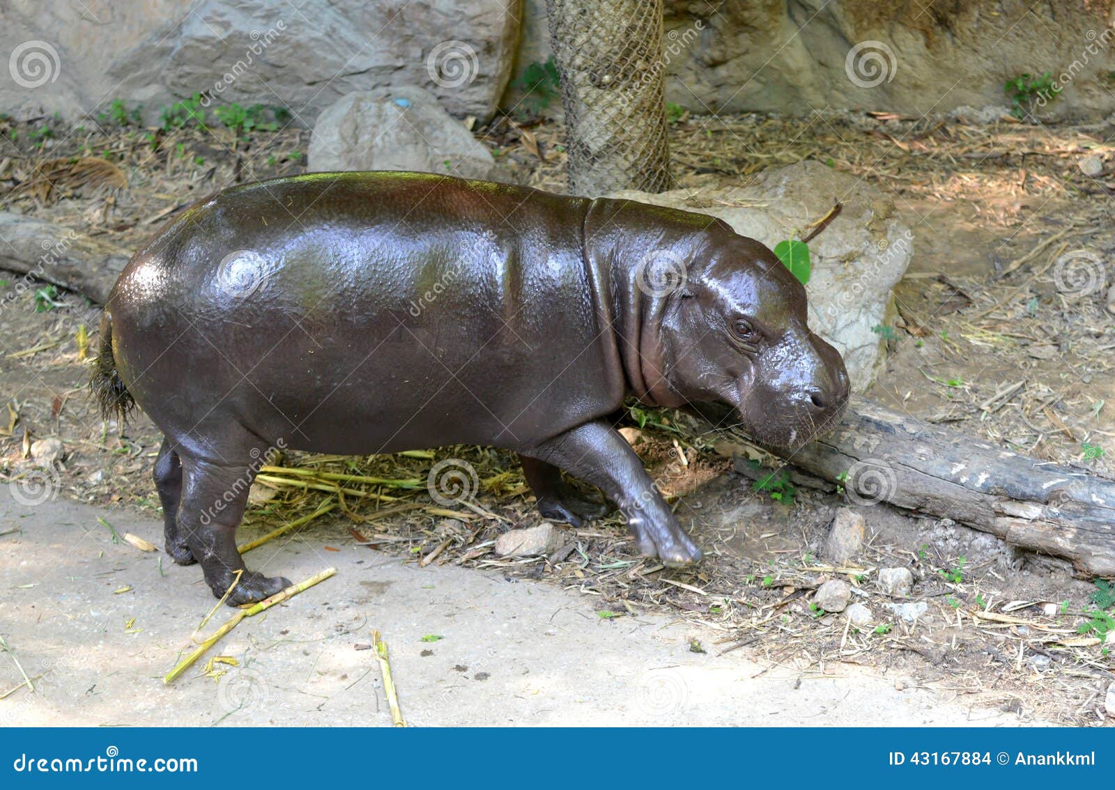Pygmy Hippo Liberian Hippopotamus Nostrils Ear Royalty-Free Stock ...