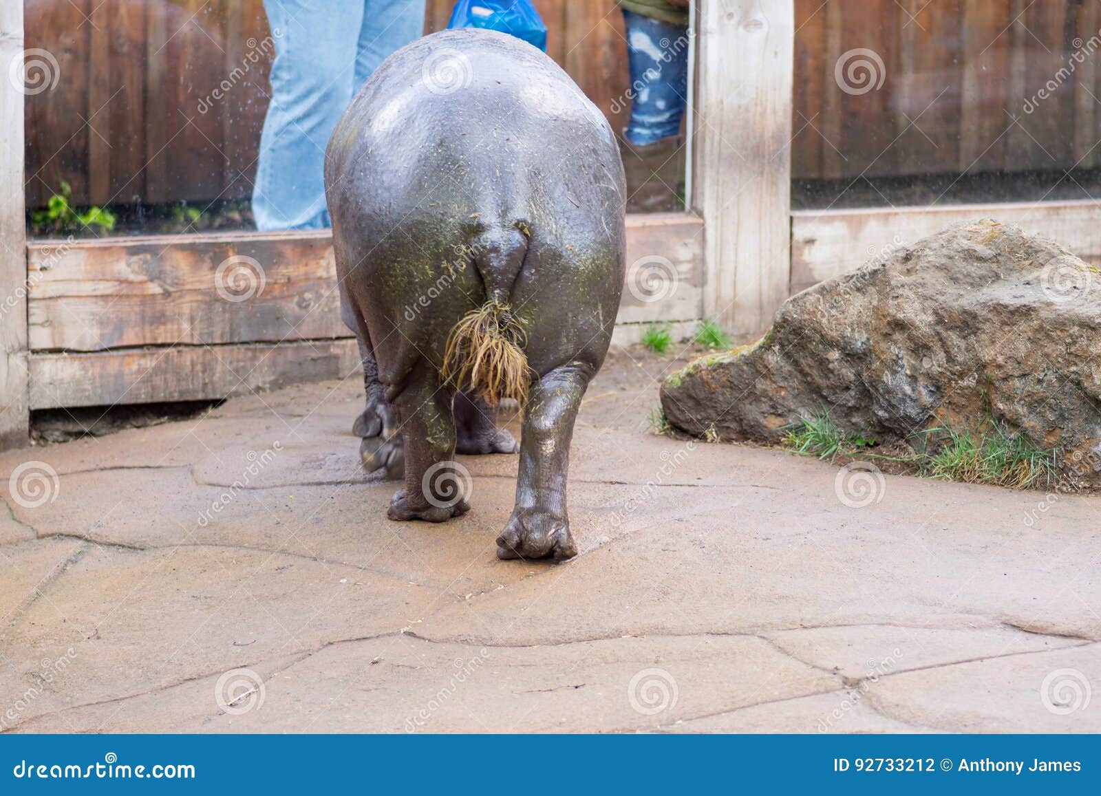 Pygmy Hippo in a compound stock photo. Image of animal - 92733212