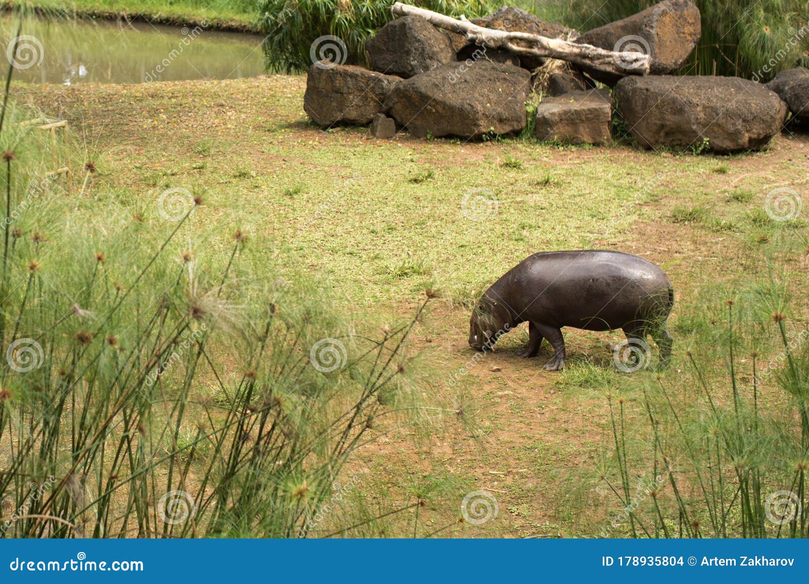 The Pygmy Hippo Eats Grass in the Wild. Stock Photo - Image of national ...