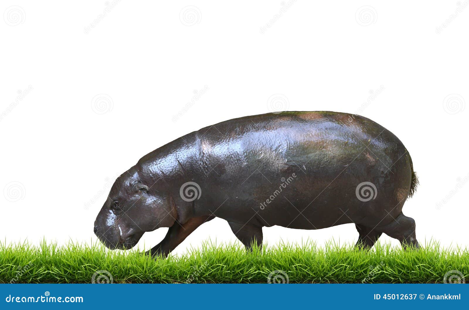 Pygmy Hippo with Green Grass Isolated Stock Image - Image of spring ...