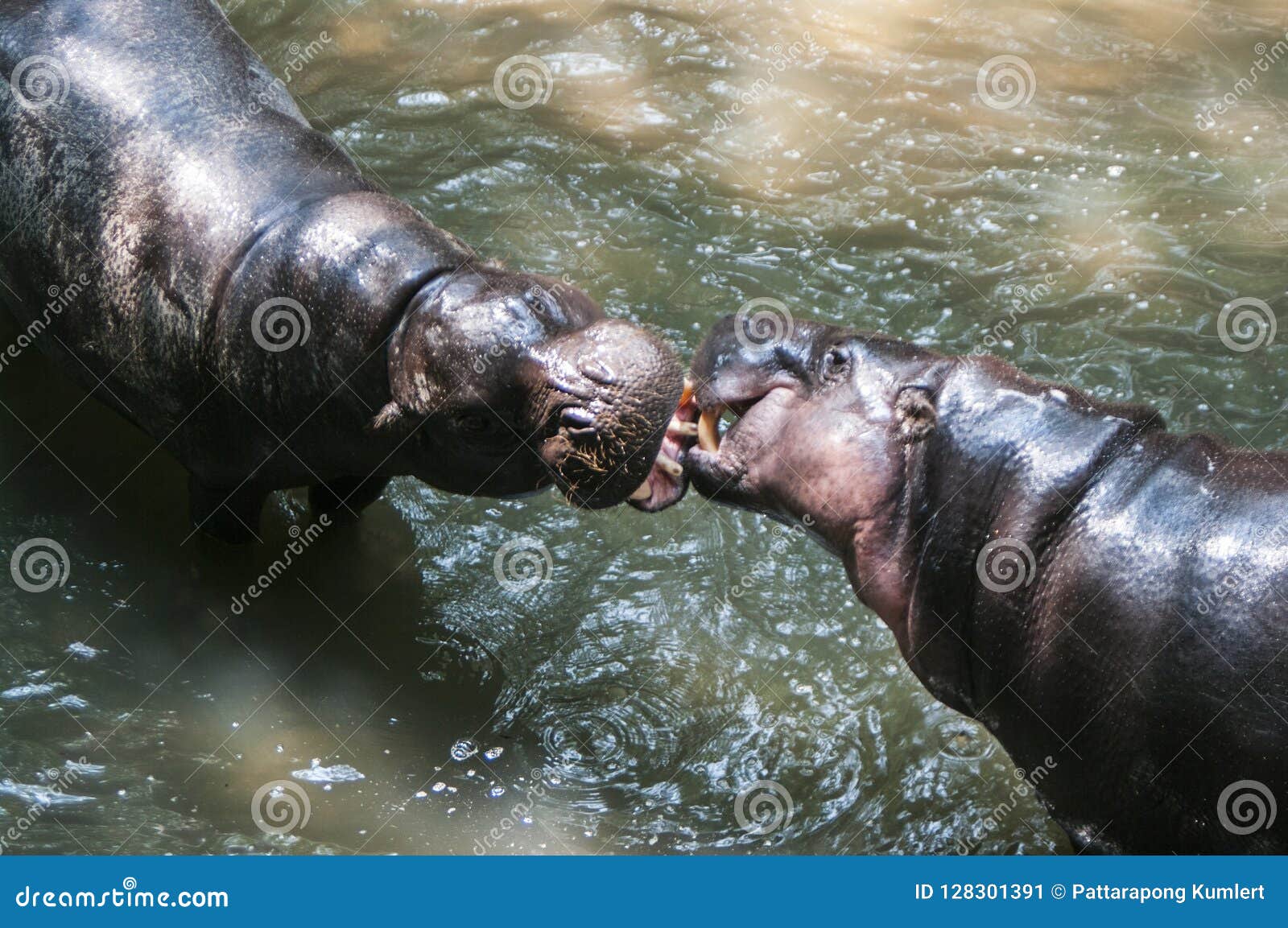 Pygmy Hippo / Pygmy Hippopotamus is a Small Stock Image - Image of ...