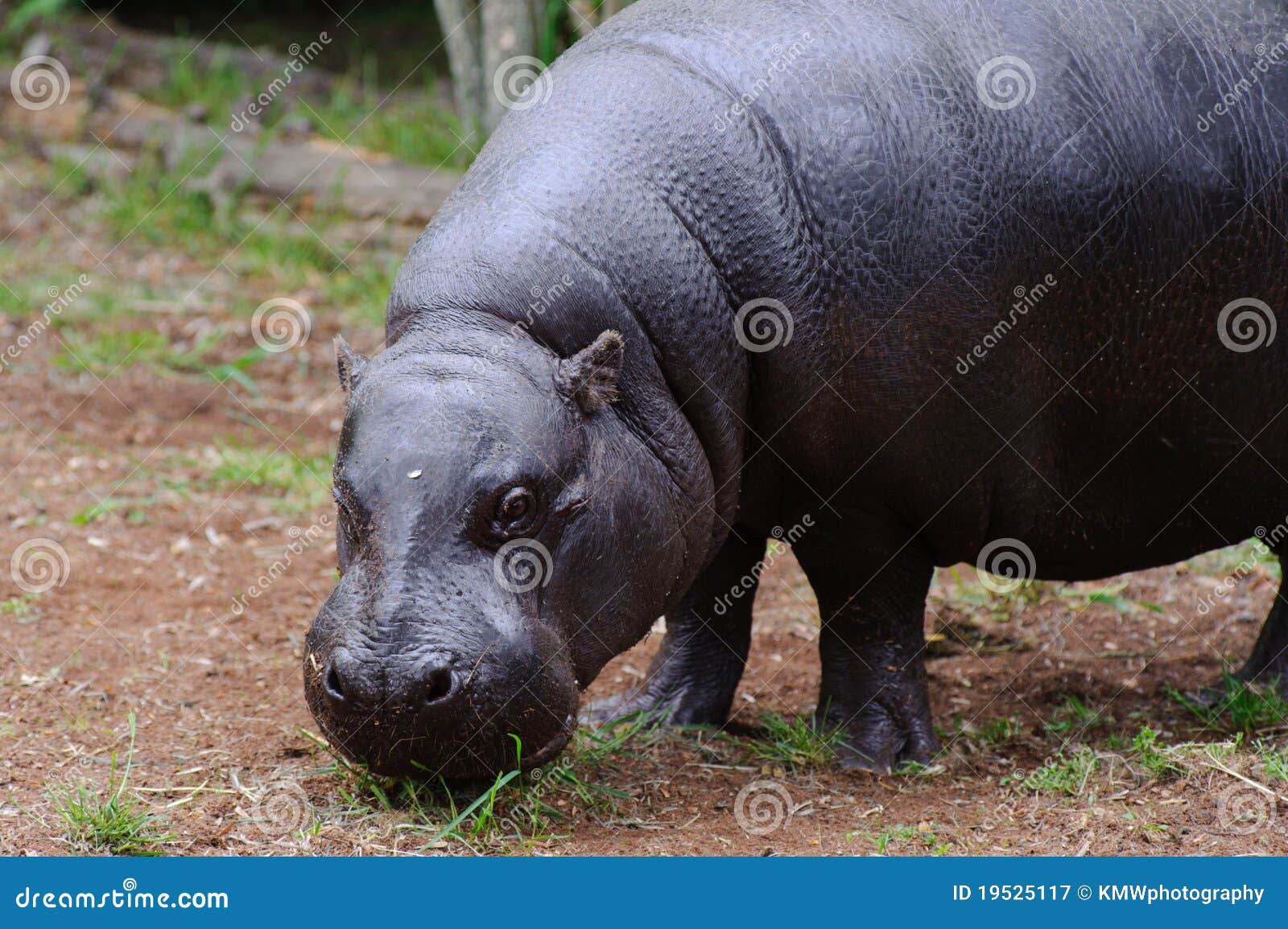 Pygmy Hippo Looks at Camera Stock Image - Image of water, small: 19525117