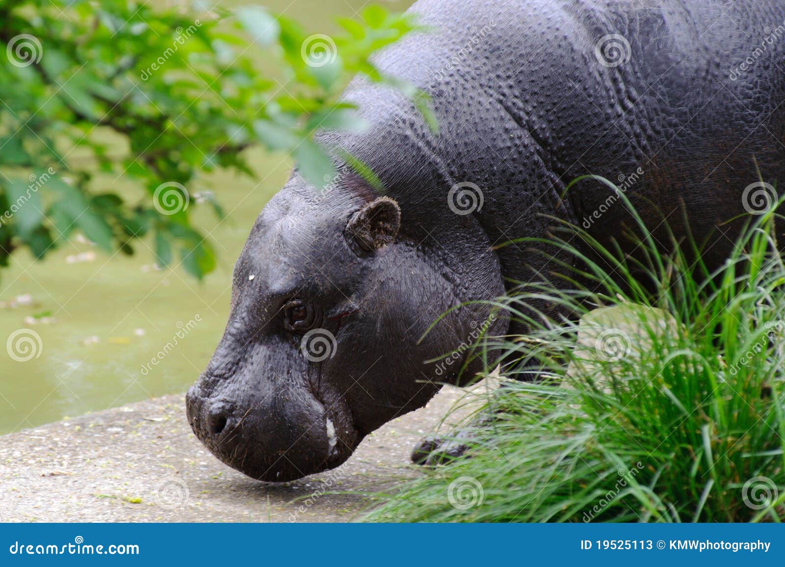 Pygmy Hippo Liberian Hippopotamus Nostrils Ear Royalty-Free Stock ...