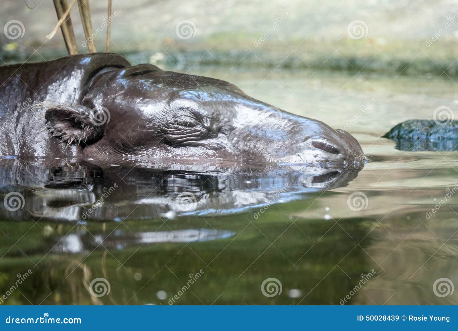 Pygmy hippo stock image. Image of breathing, relaxing - 50028439
