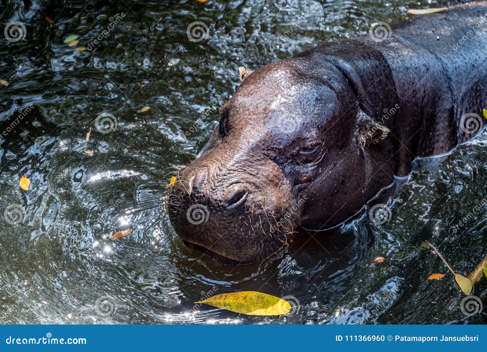 Pygmy Hippo, Small Hippopotamus Stock Photo - Image of brown, wildlife ...