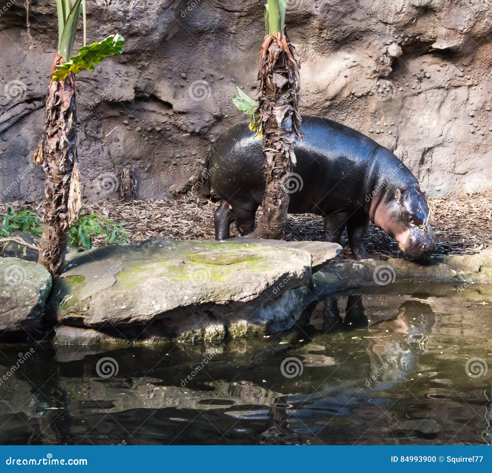 Pygmy Hippo Standing Next To Water Pond Stock Photo - Image of lake ...