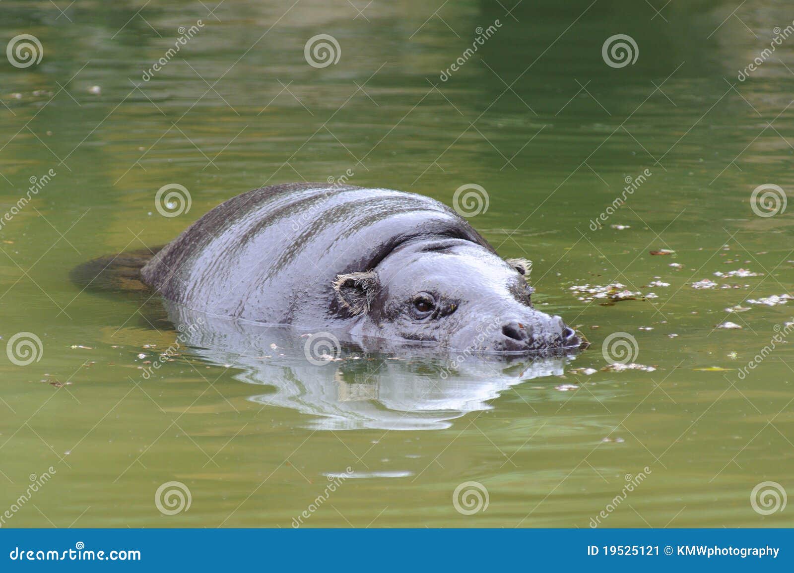 Pygmy Hippo Liberian Hippopotamus Nostrils Ear Royalty-Free Stock ...