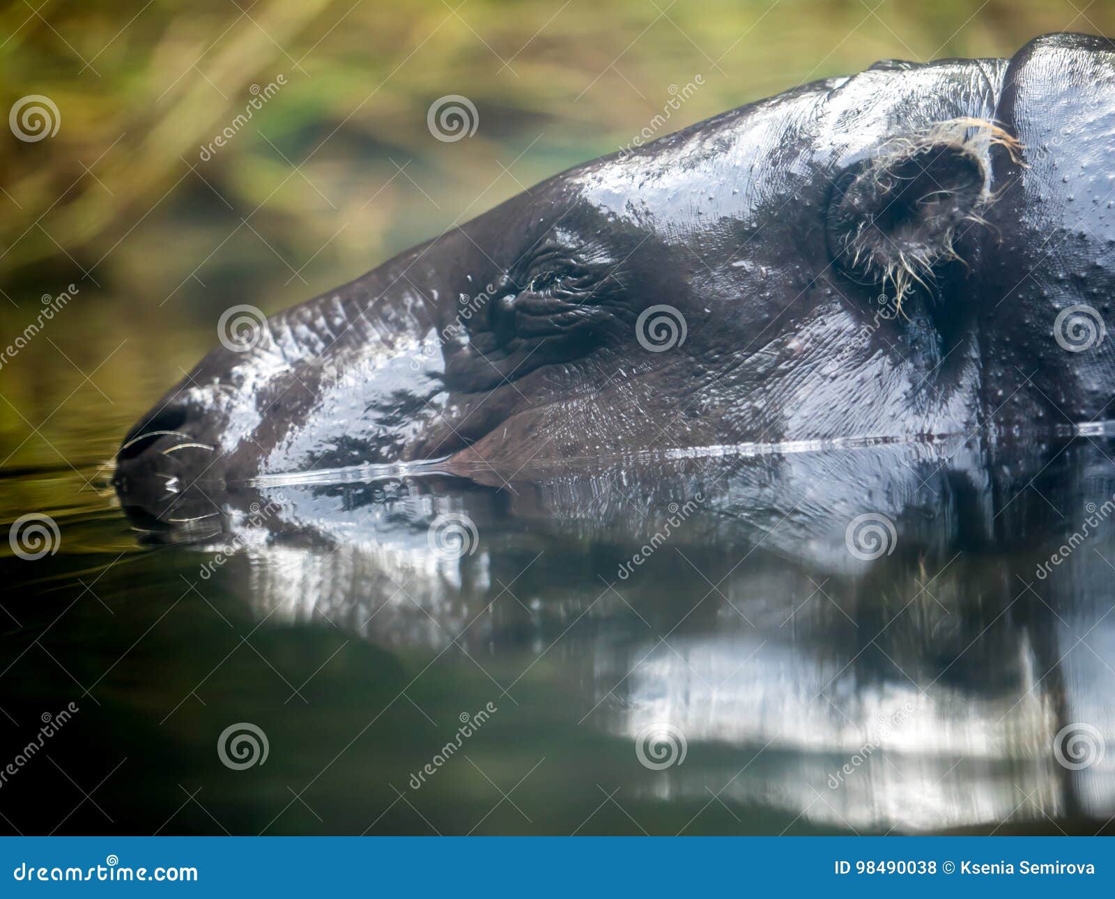 Pygmy hippo in the water stock photo. Image of africa - 98490038