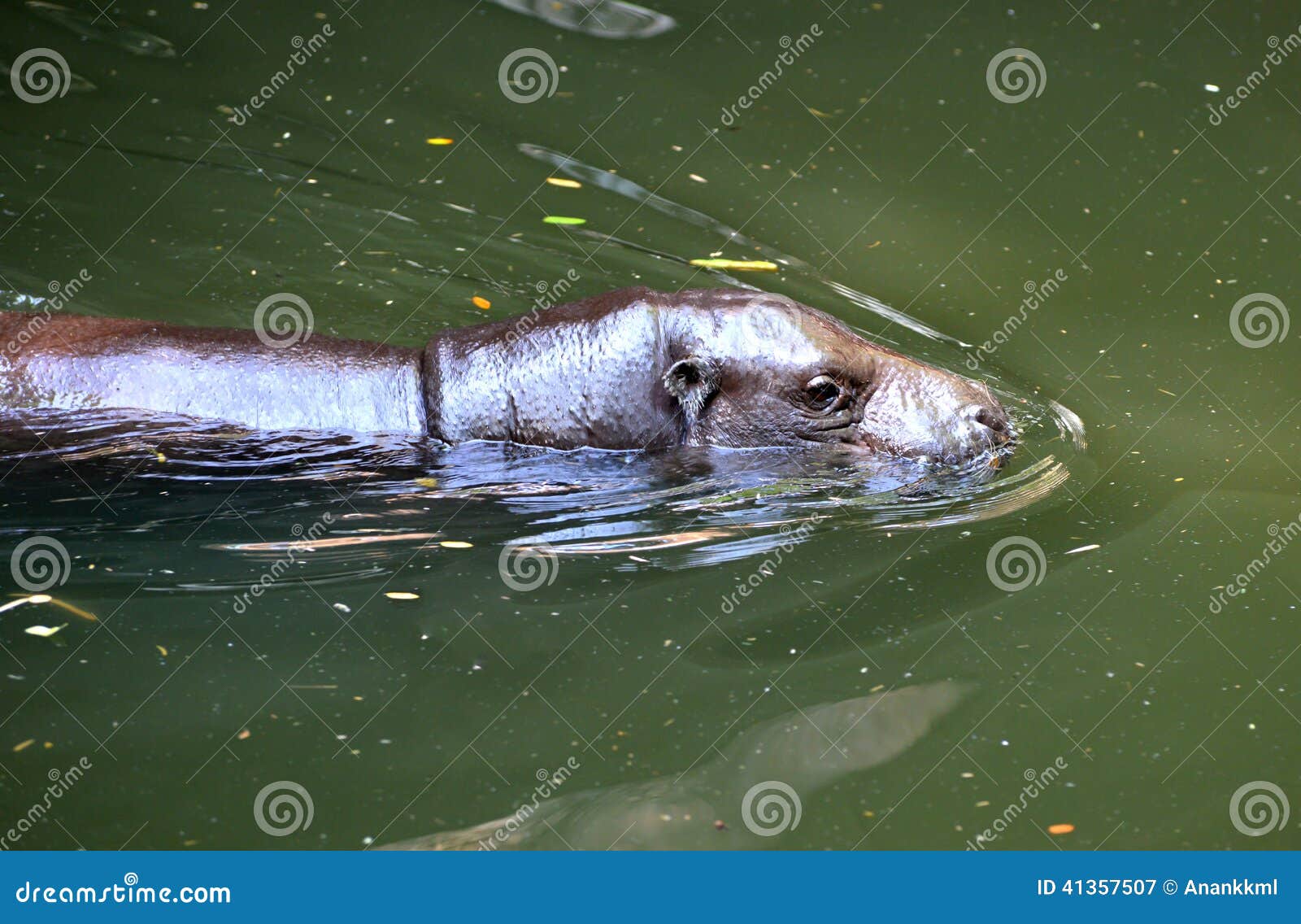 Pygmy hippo in the water stock image. Image of herbivorous - 41357507