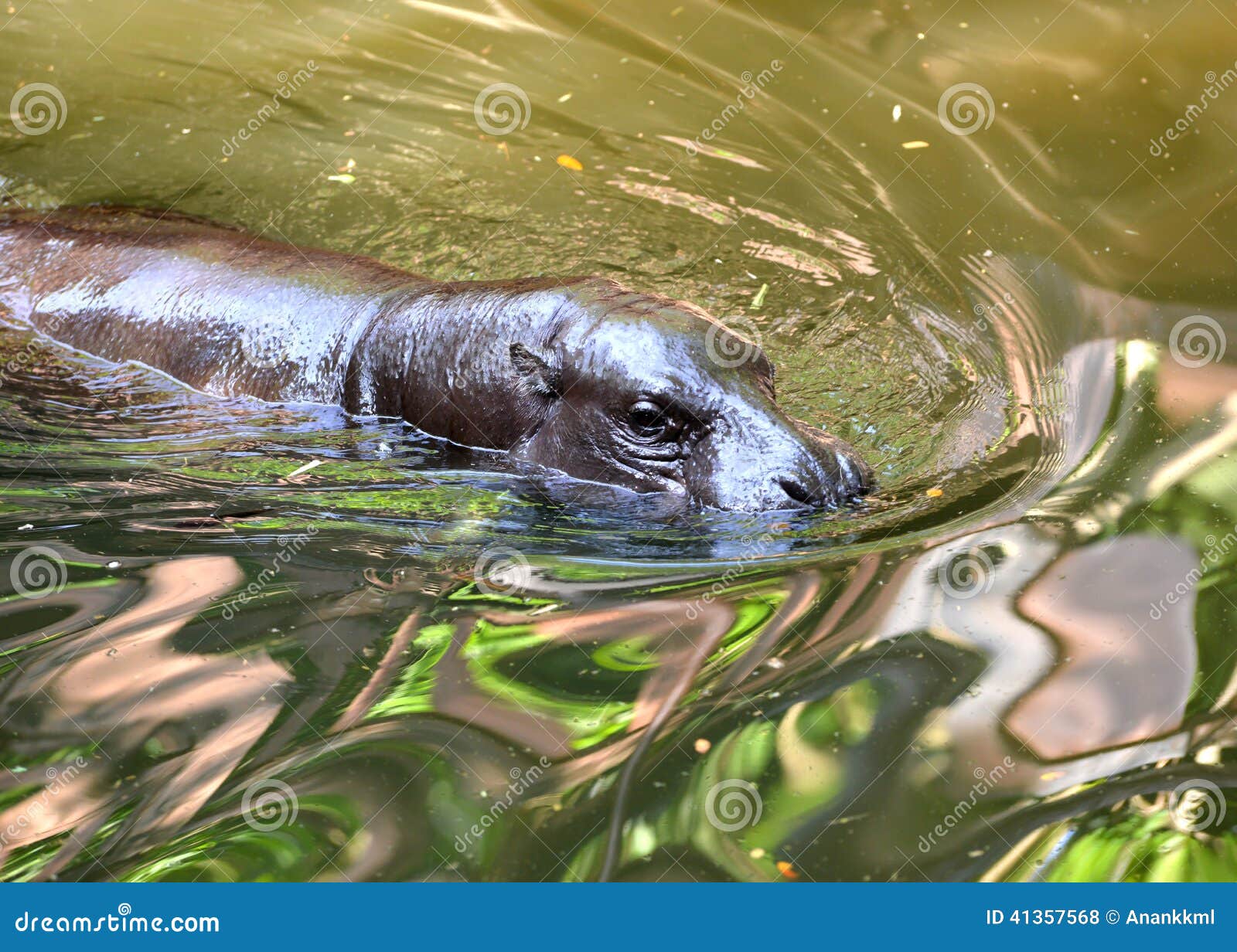 Pygmy hippo in the water stock photo. Image of animal - 41357568