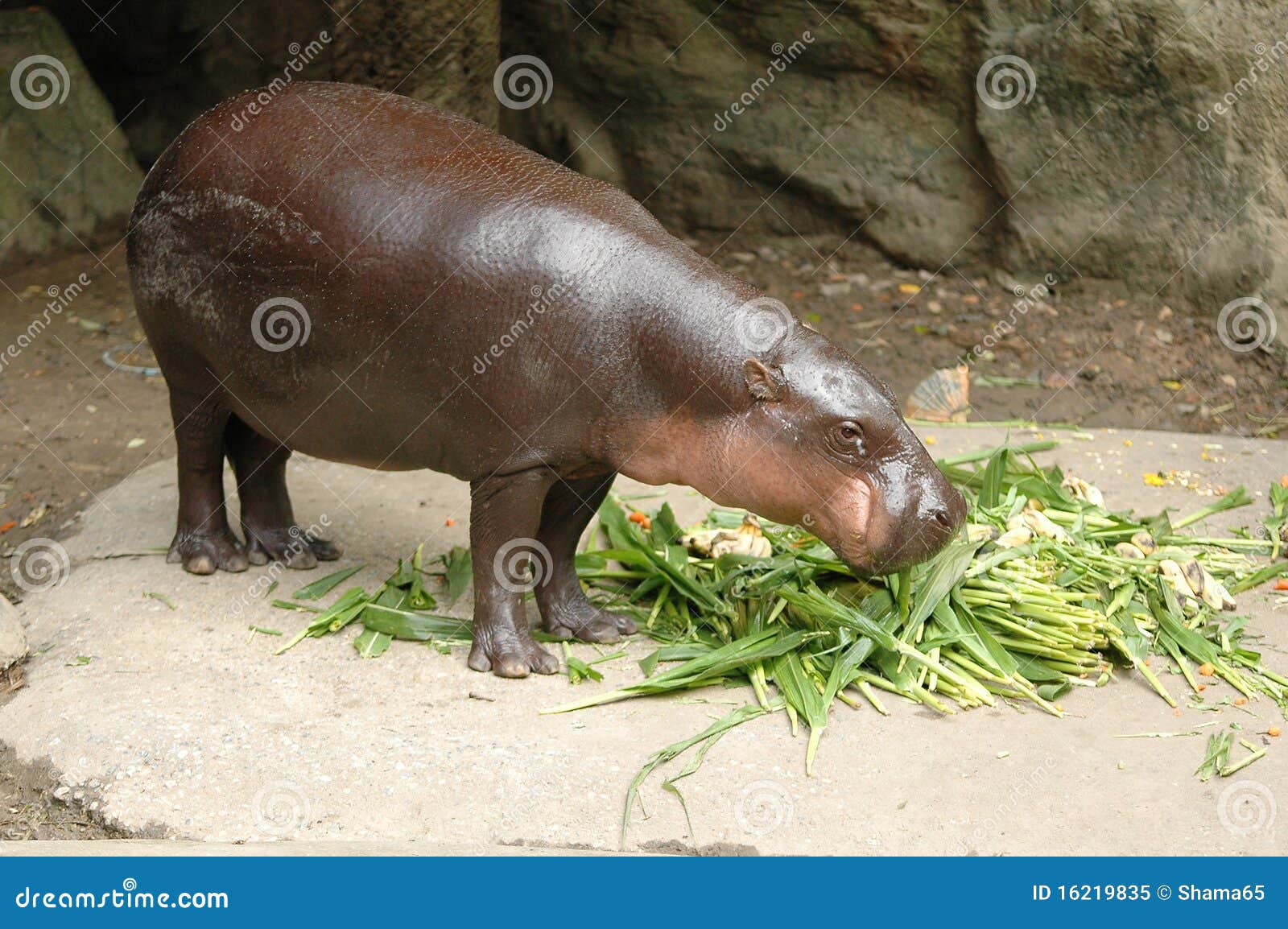 Pygmy hippopotamus stock image. Image of nature, pygmy - 16219835