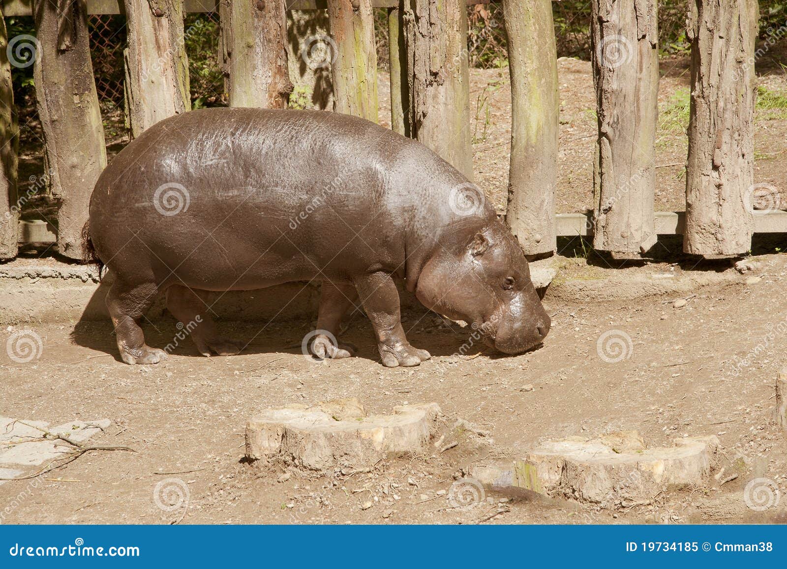 Pygmy hippopotamus stock image. Image of creature, dangerous - 19734185