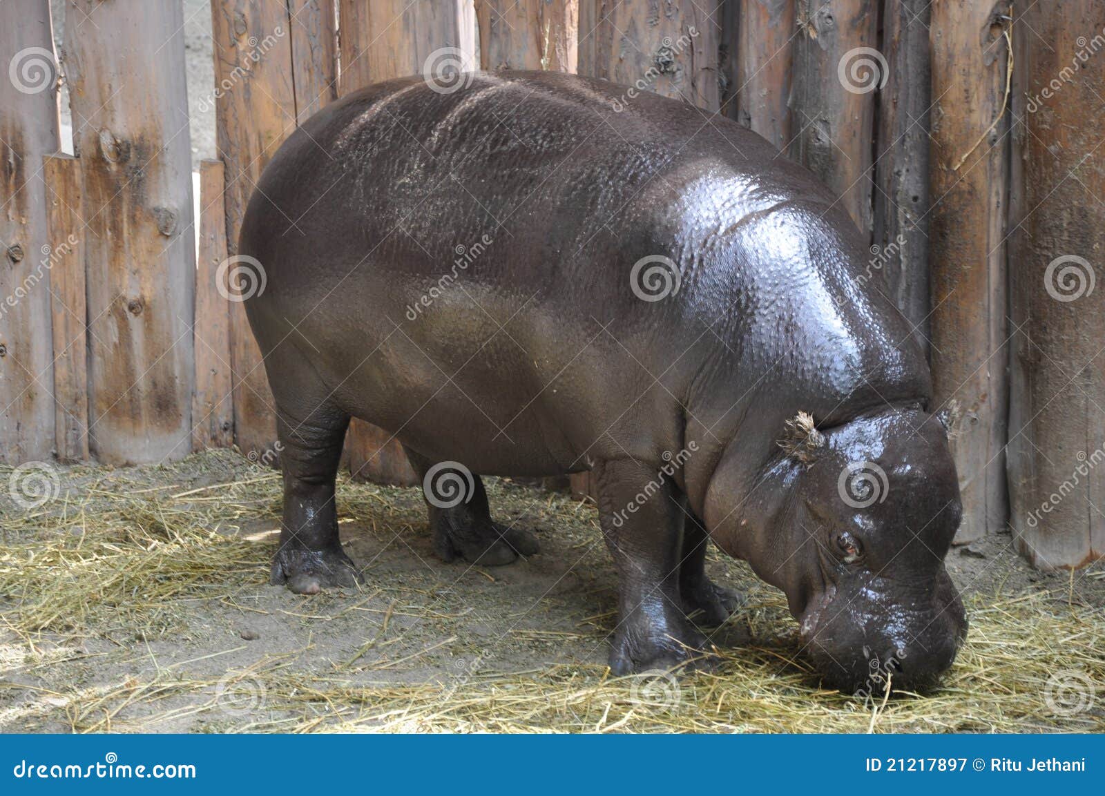 Pygmy Hippopotamus stock image. Image of closeup, creature - 21217897