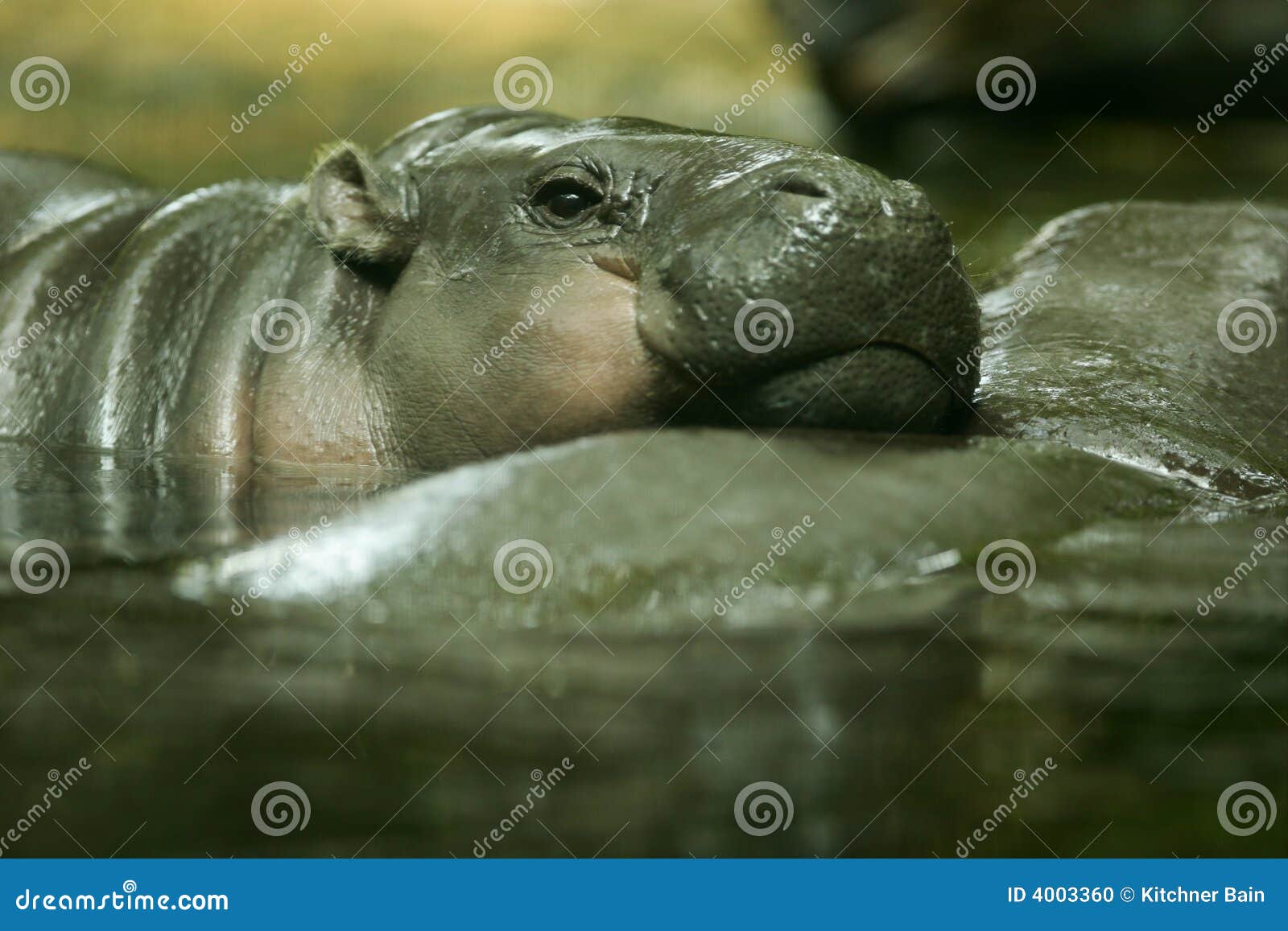 Pygmy Hippopotamus, Choeropsis Liberiensis, Adult Entering Water Stock ...