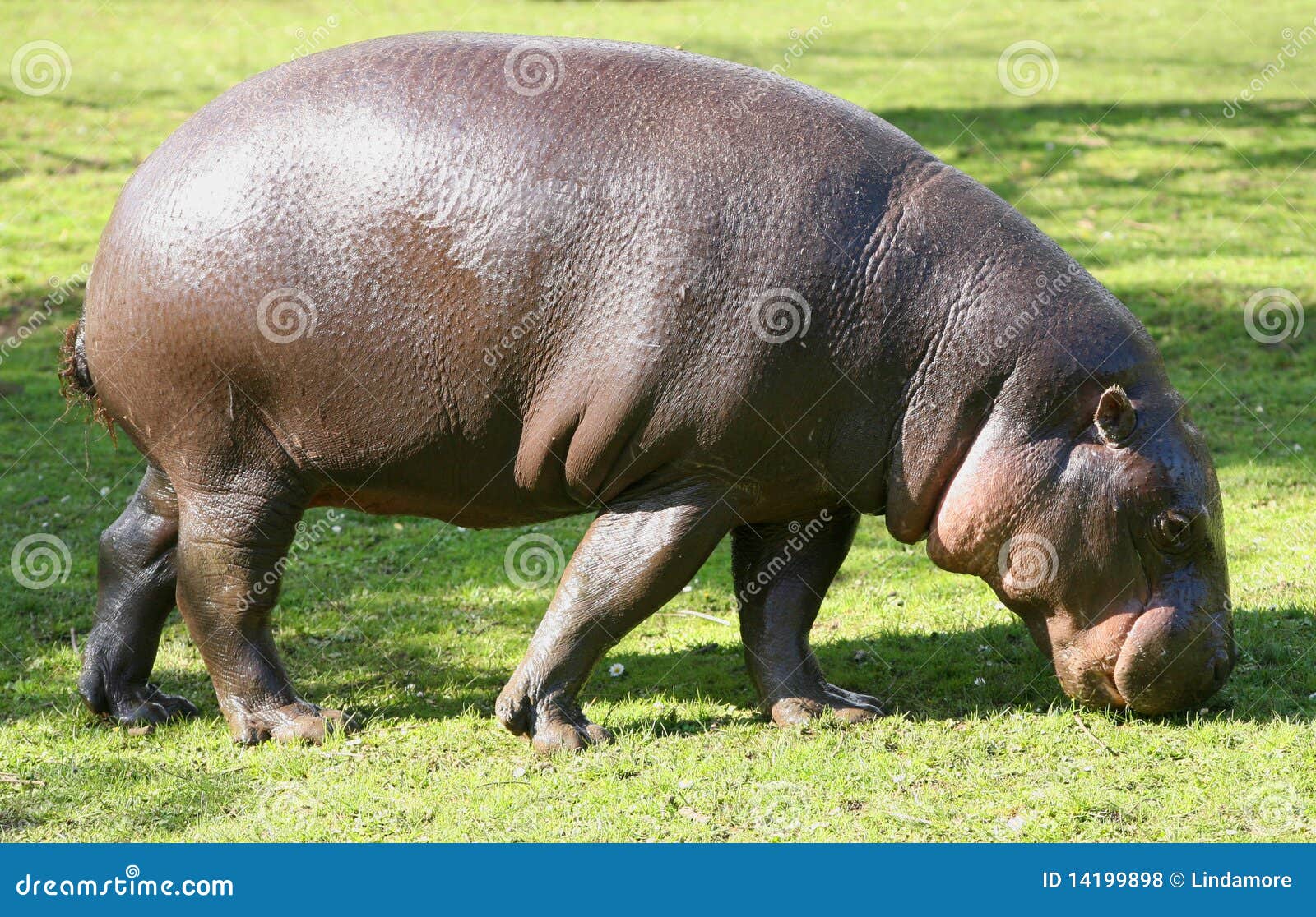 Pygmy Hippopotamus, Choeropsis Liberiensis, Adult Entering Water Stock ...