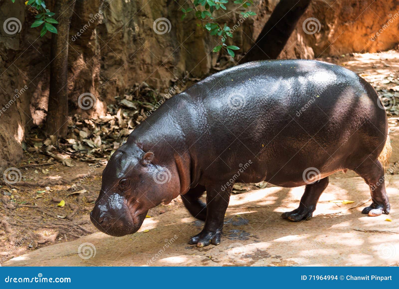 A Pygmy Hippopotamus - Hexaprotodon Liberiensis Stock Photo - Image of ...