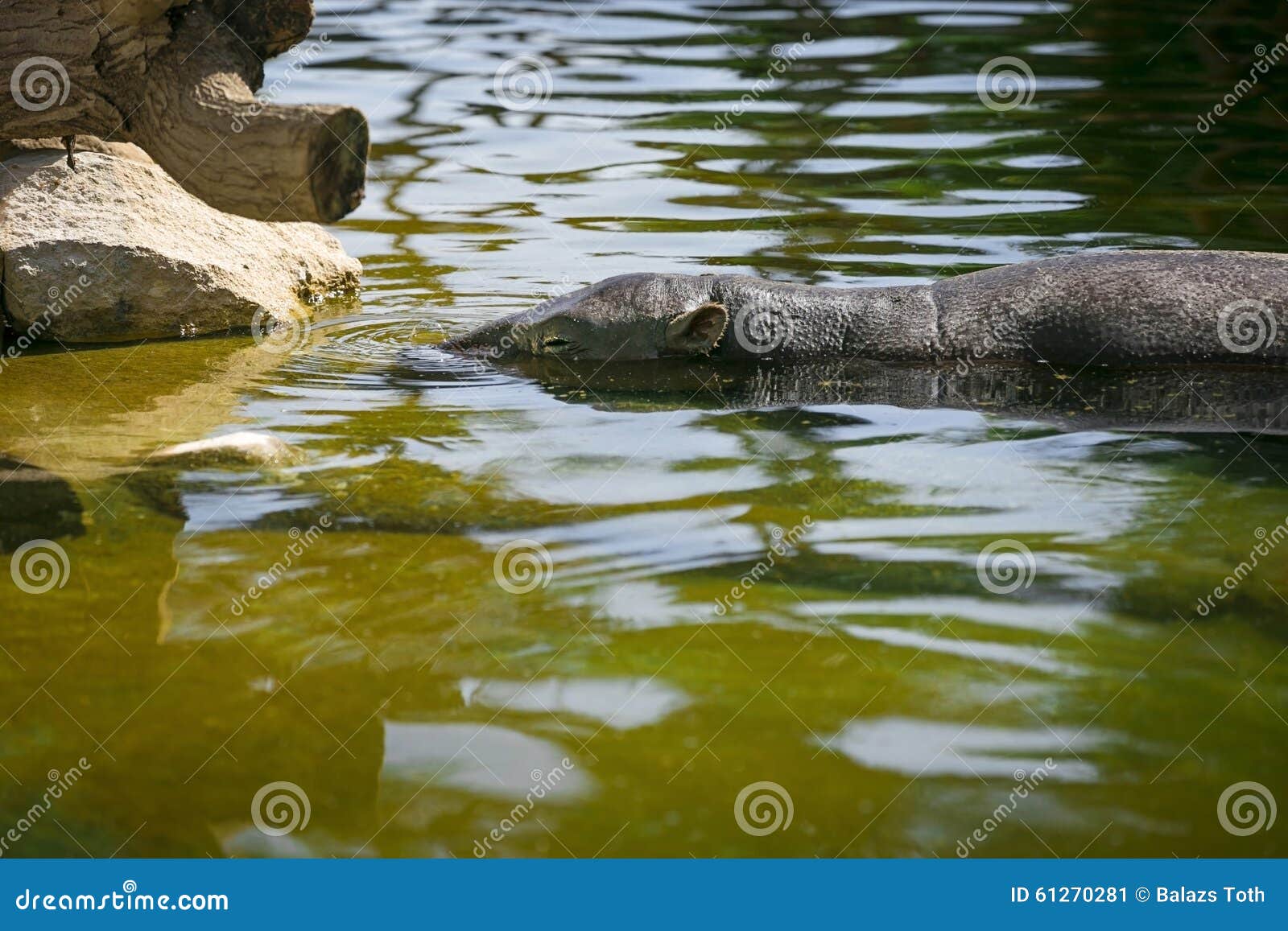 Pygmy Hippopotamus stock image. Image of swamp, conservation - 61270281