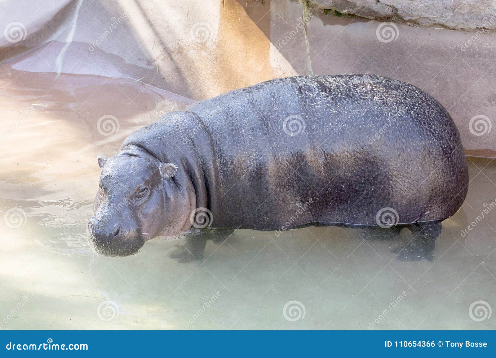 Pygmy Hippopotamus stock photo. Image of large, water - 110654366