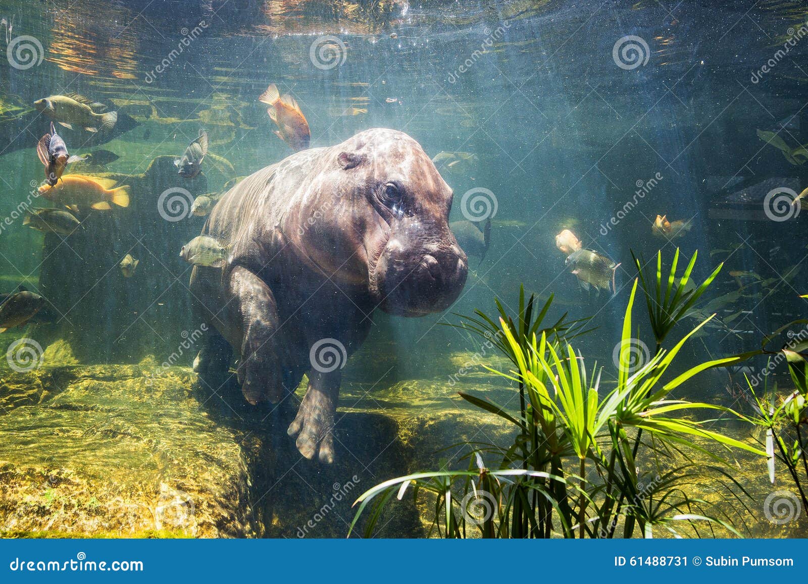 Pygmy hippos underwater stock image. Image of fauna, africa - 61488731