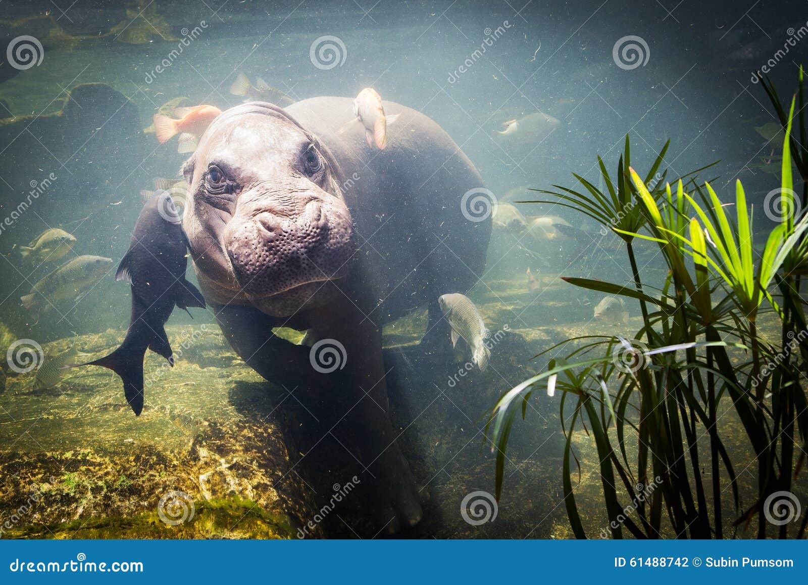 Pygmy hippos underwater stock photo. Image of africa - 61488742