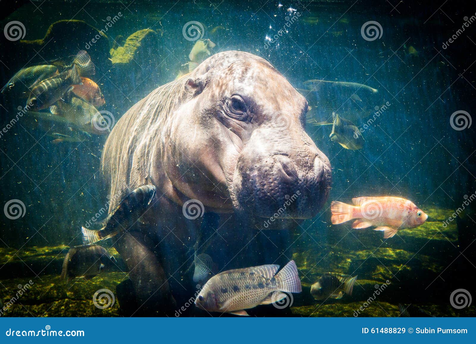 Pygmy hippos underwater stock image. Image of madagascar - 61488829