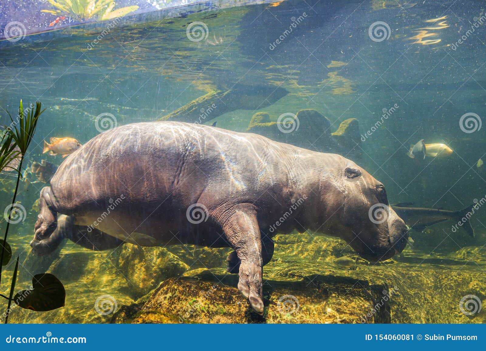 Two Pygmy Hippos Choeropsis Liberiensis Or Hexaprotodon Liberiensis ...