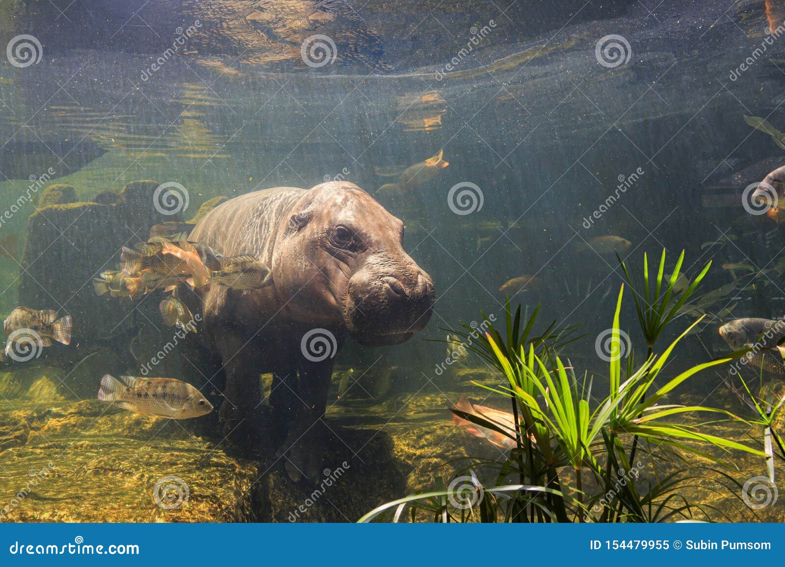Pygmy hippos underwater stock image. Image of animal - 154479955