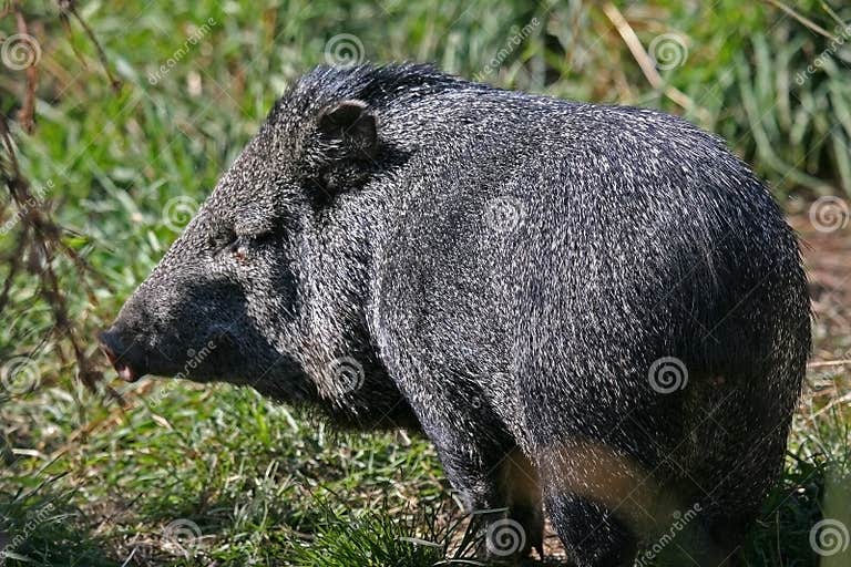 Pygmy Hog stock image. Image of wildlife, pygmy, mammal - 2152537