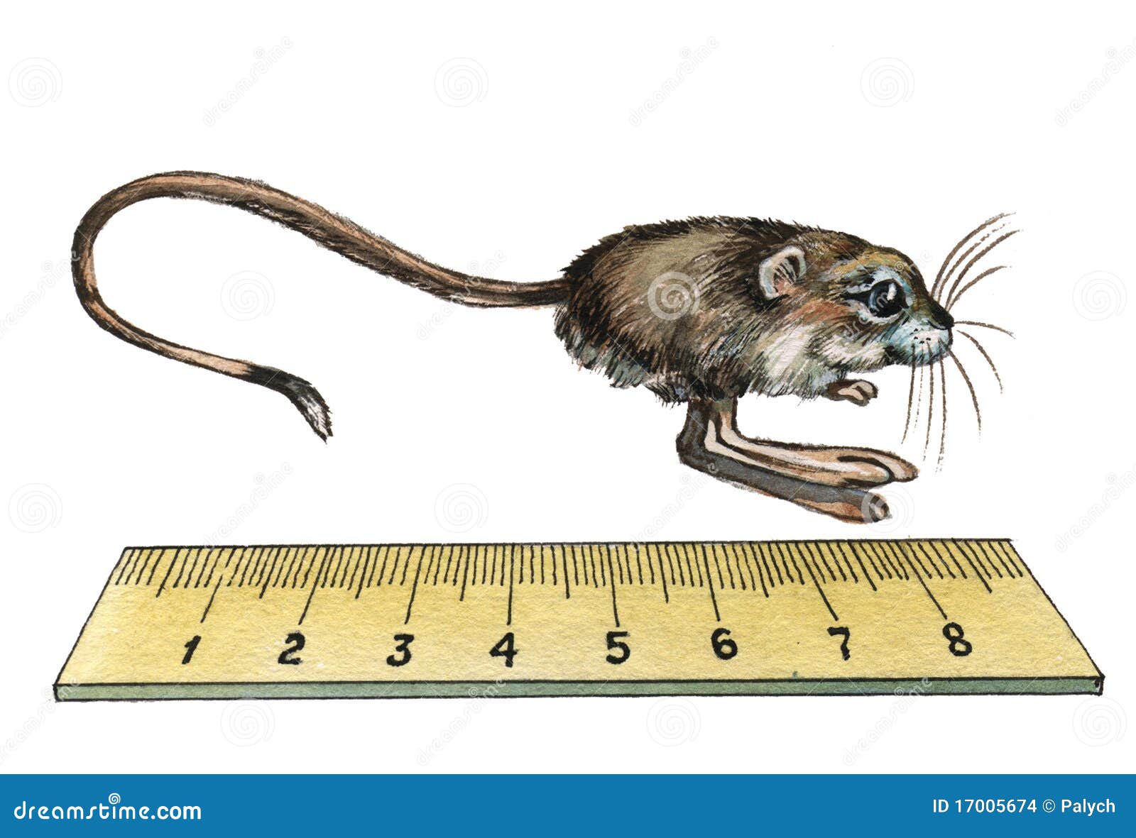 Pygmy Jerboa stock illustration. Illustration of ruler - 17005674