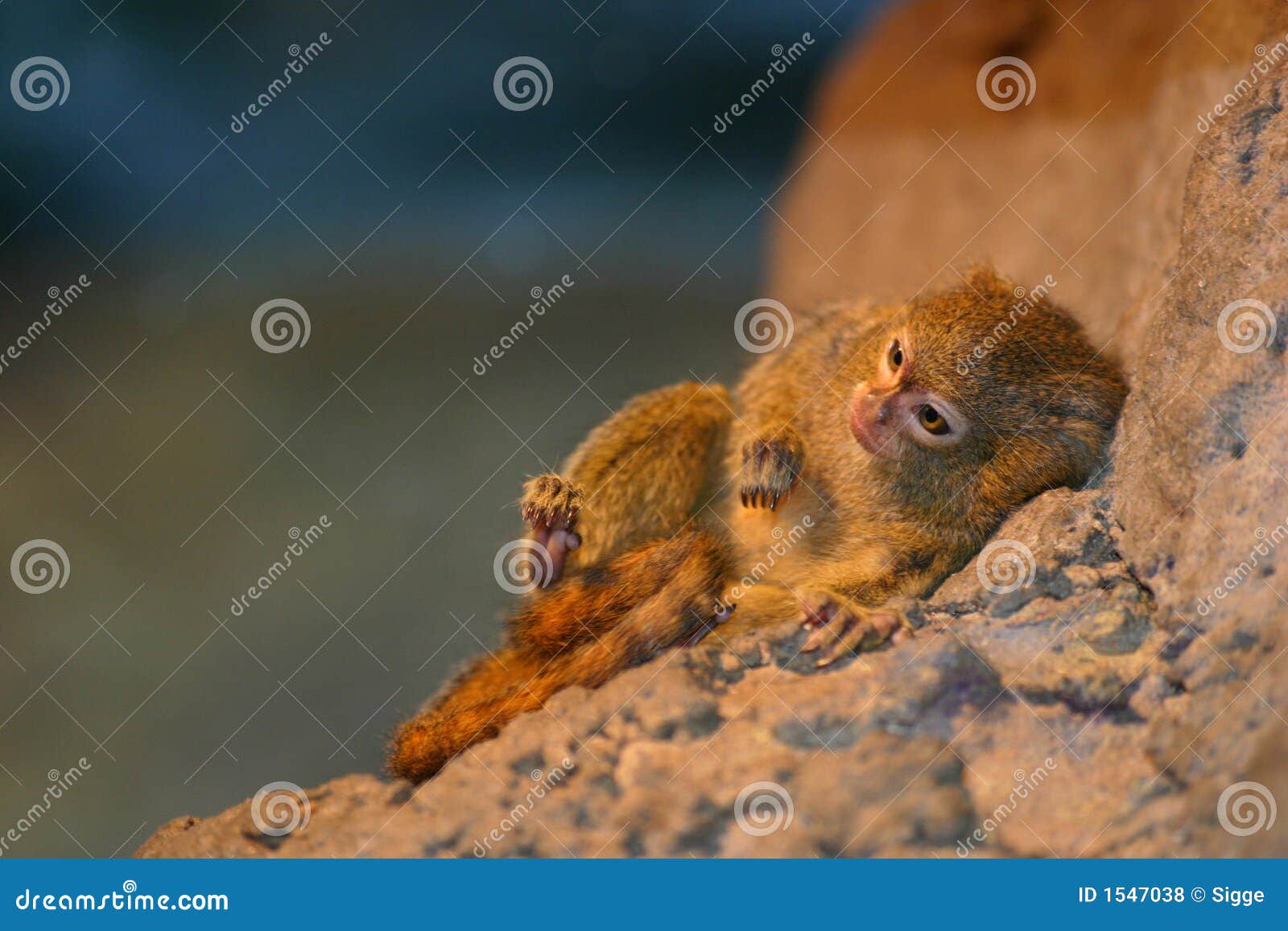 Pygmy Marmoset Climbing In A Tree, Worlds Smallest Monkey, Small ...