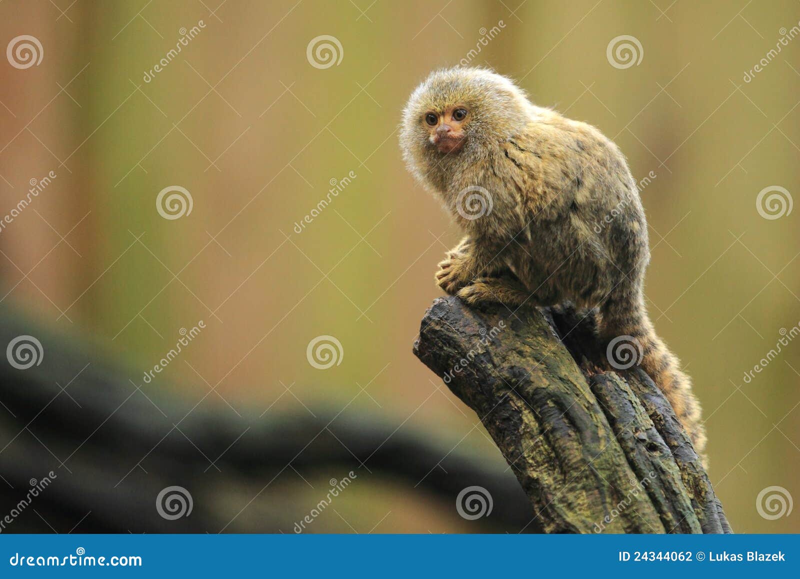Pygmy marmoset stock photo. Image of wood, dwarf, sitting - 24344062