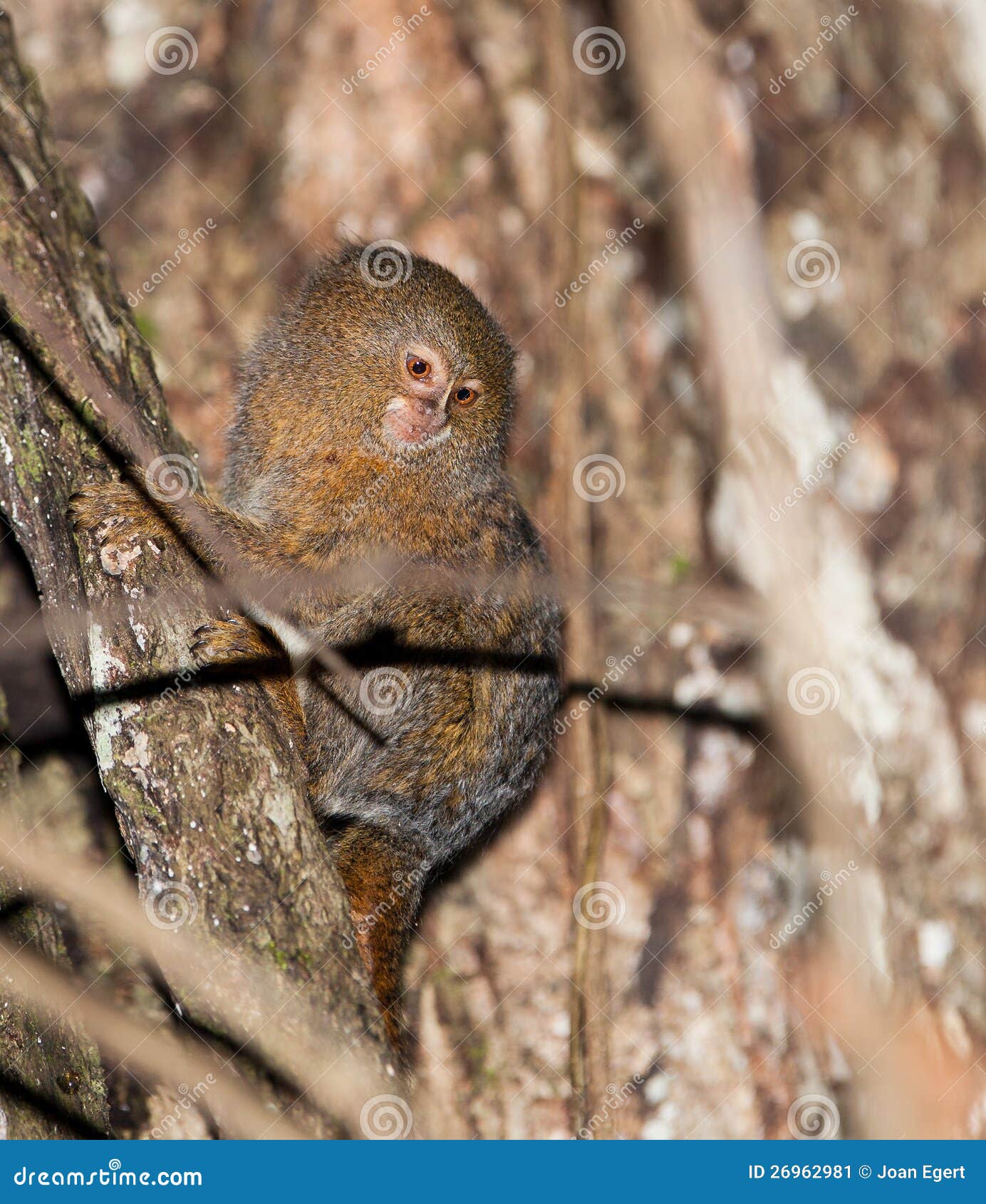 Pygmy Marmoset stock image. Image of peruvian, peru, monkeys - 26962981