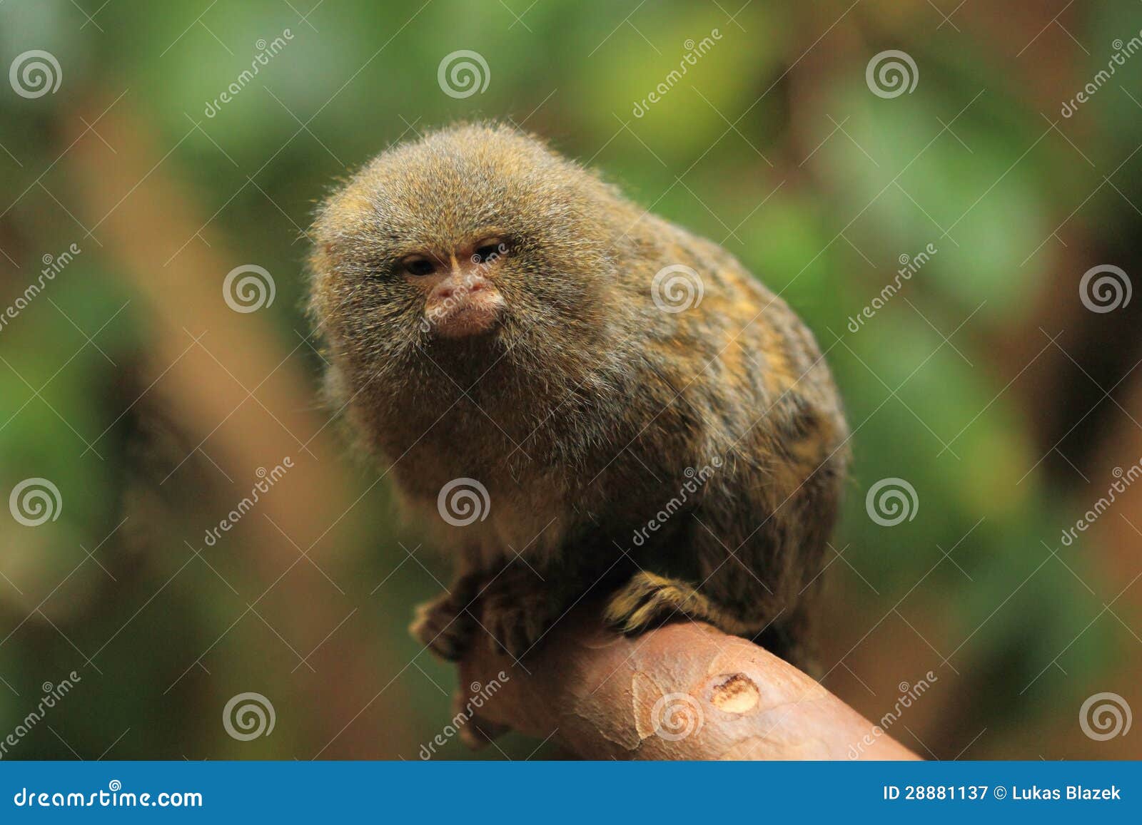 Pygmy Marmoset Holding Onto The Branch Of A Tree Royalty-Free Stock ...