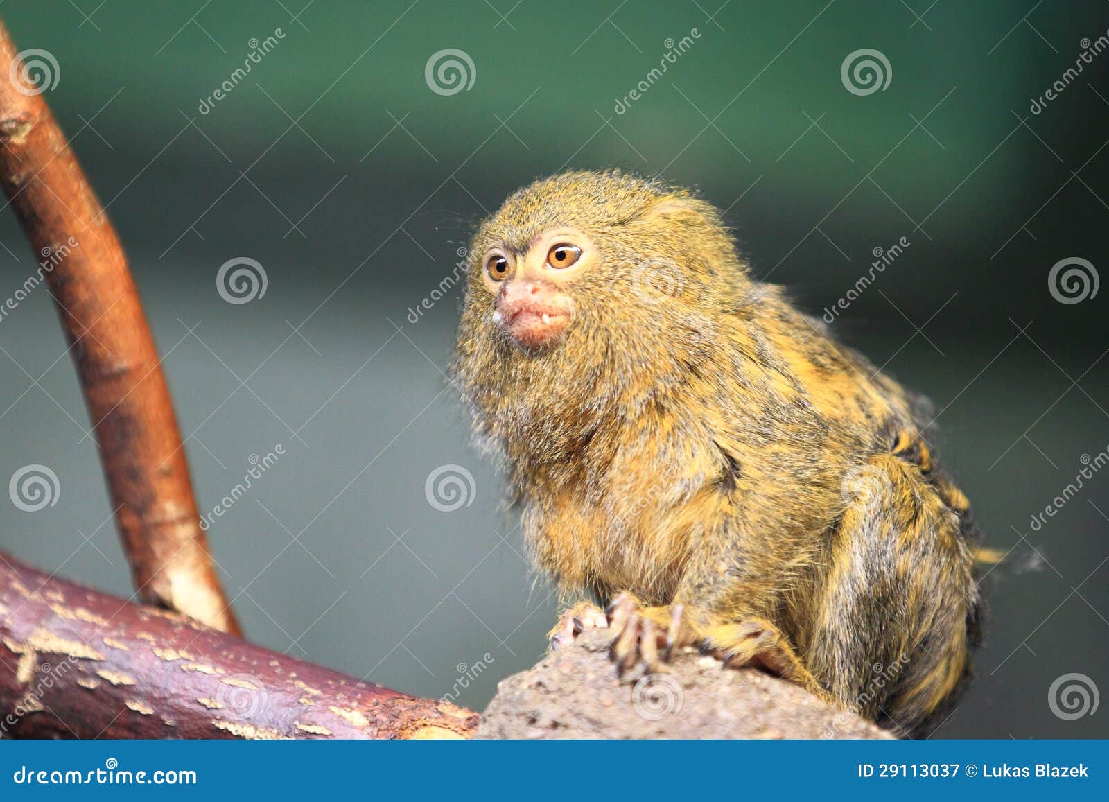 Pygmy Marmoset Climbing In A Tree, Worlds Smallest Monkey, Small ...